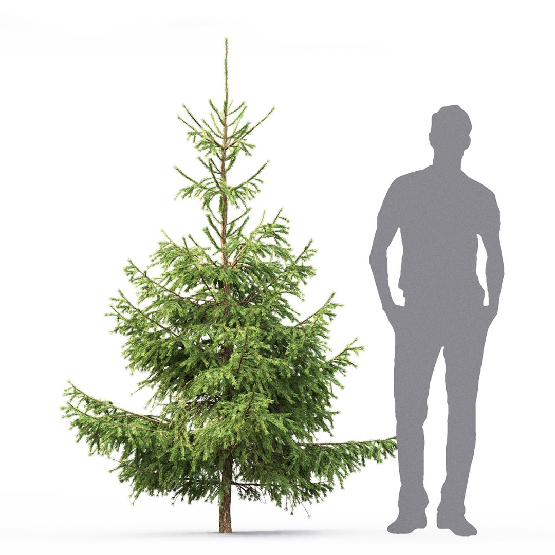 3D Spruce Tree Nature Model - TurboSquid 1694094