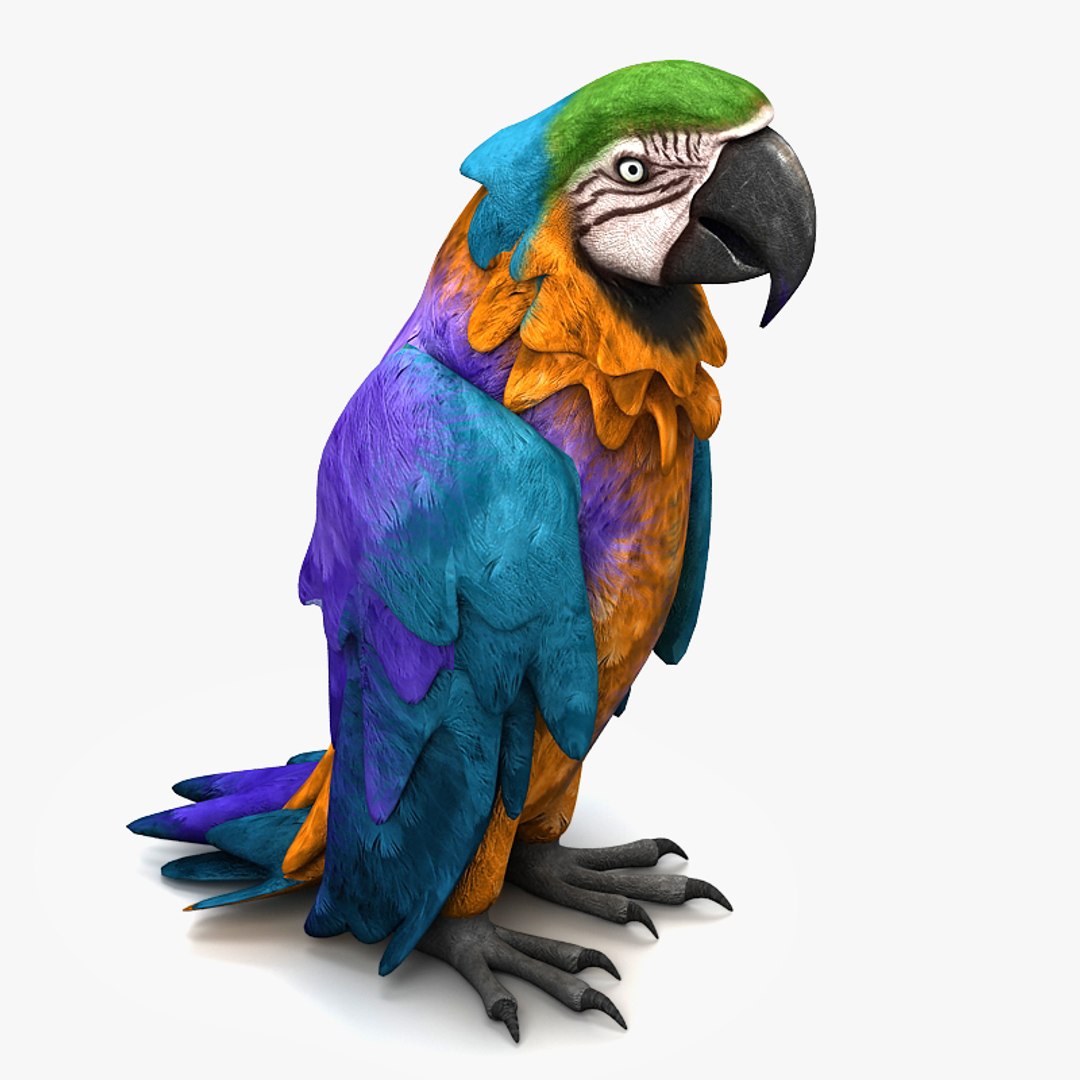 Parrot Species 3d Model