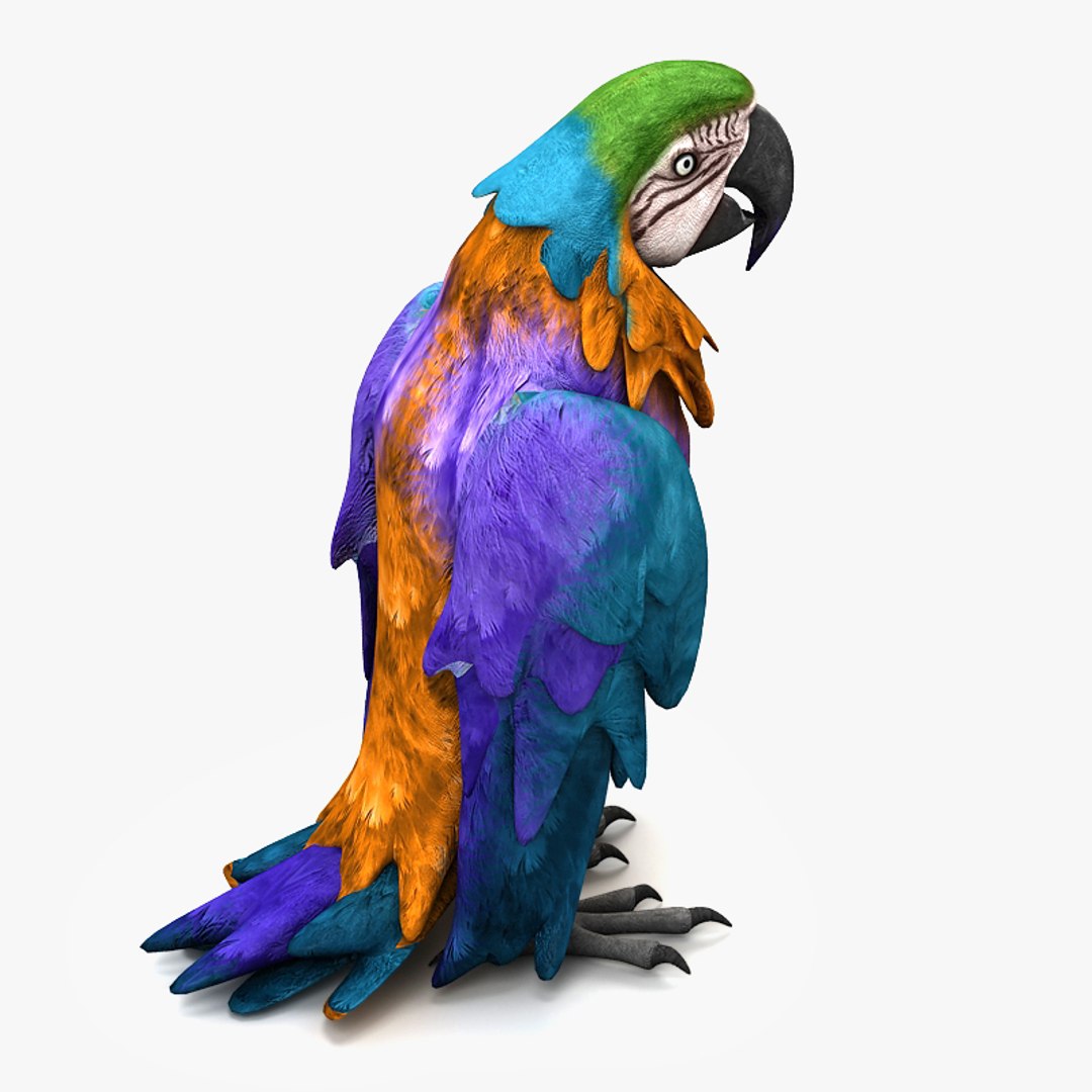 Parrot Species 3d Model