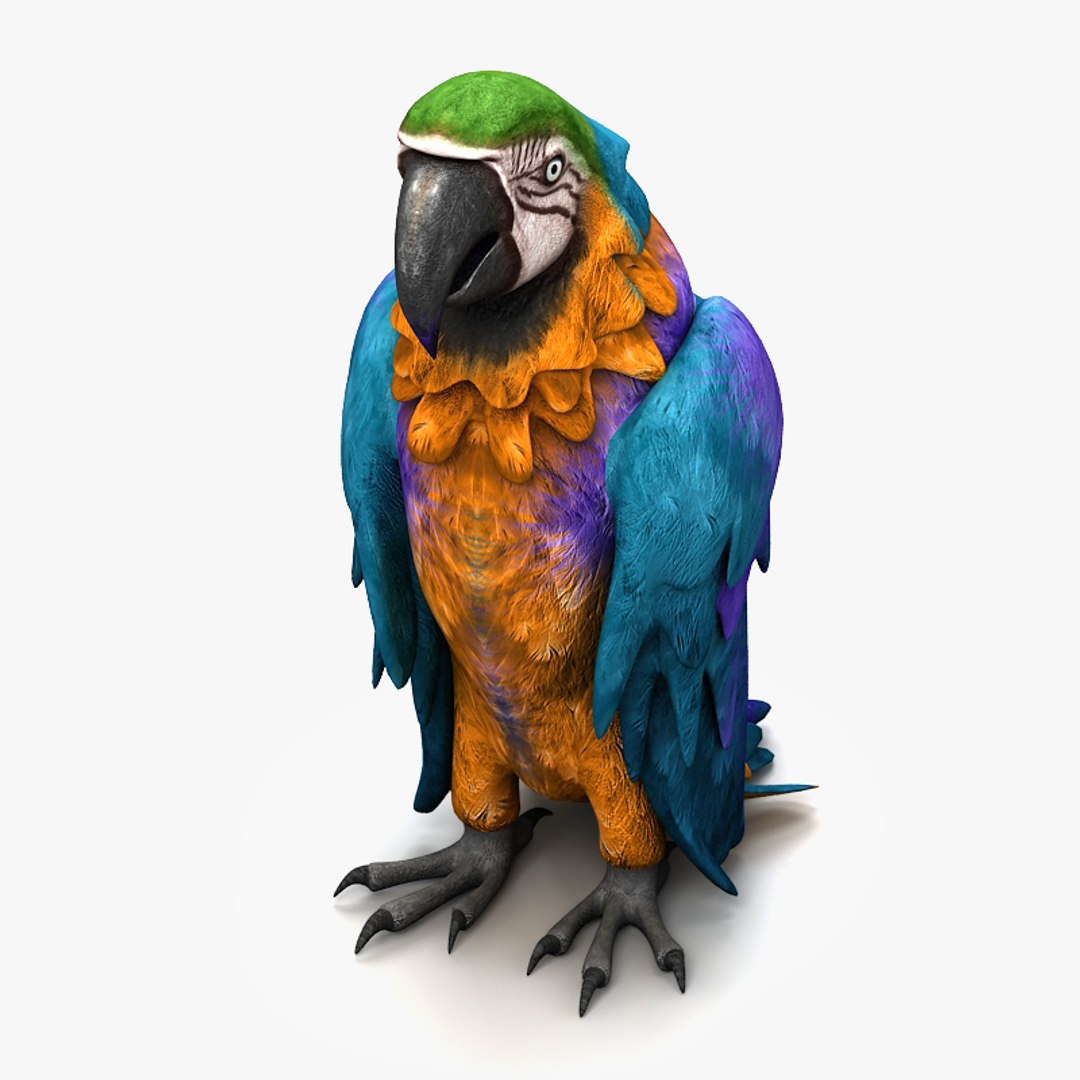 Parrot Species 3d Model