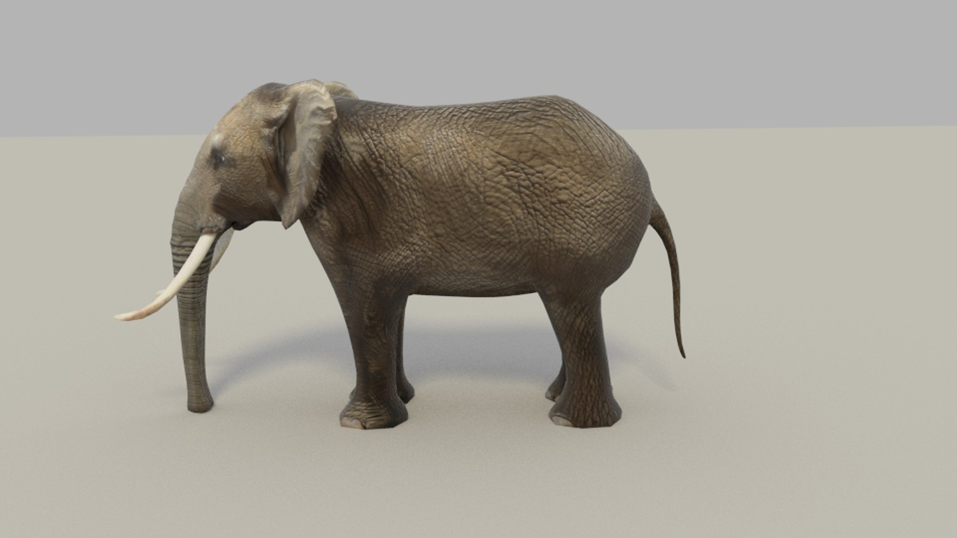 3d Elephant Animation Model