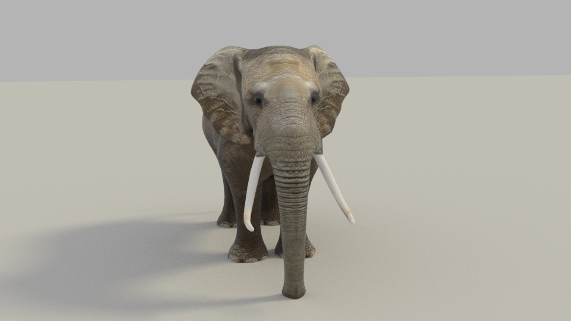 3d Elephant Animation Model