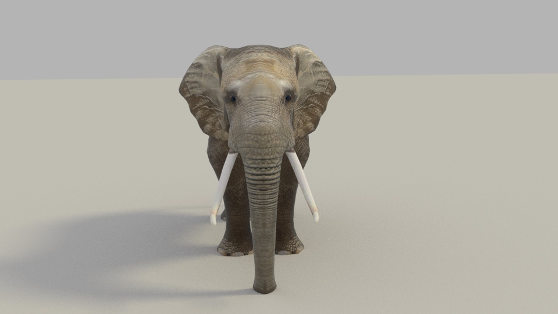3d Elephant Animation Model