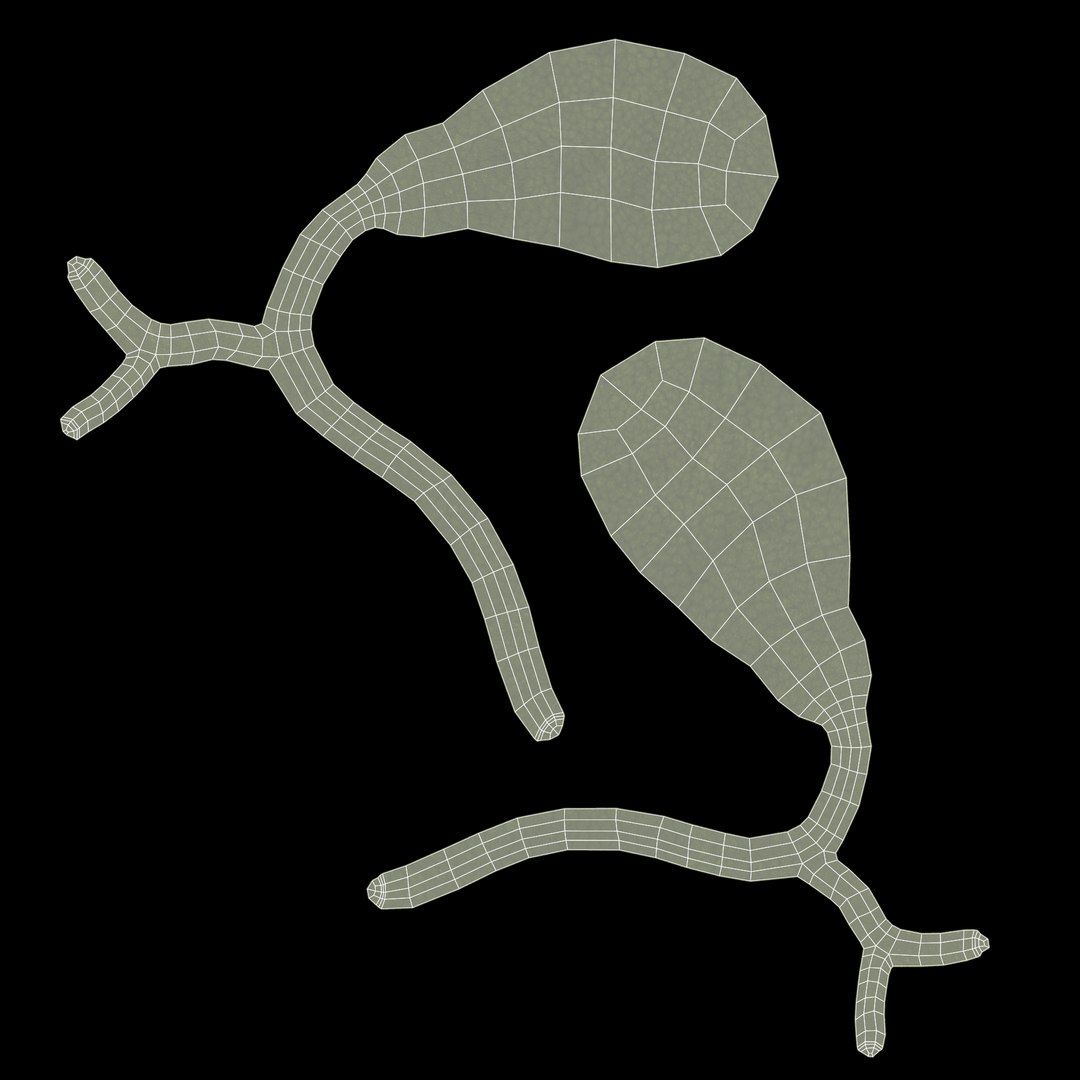 3D Gallbladder Set - TurboSquid 1756742
