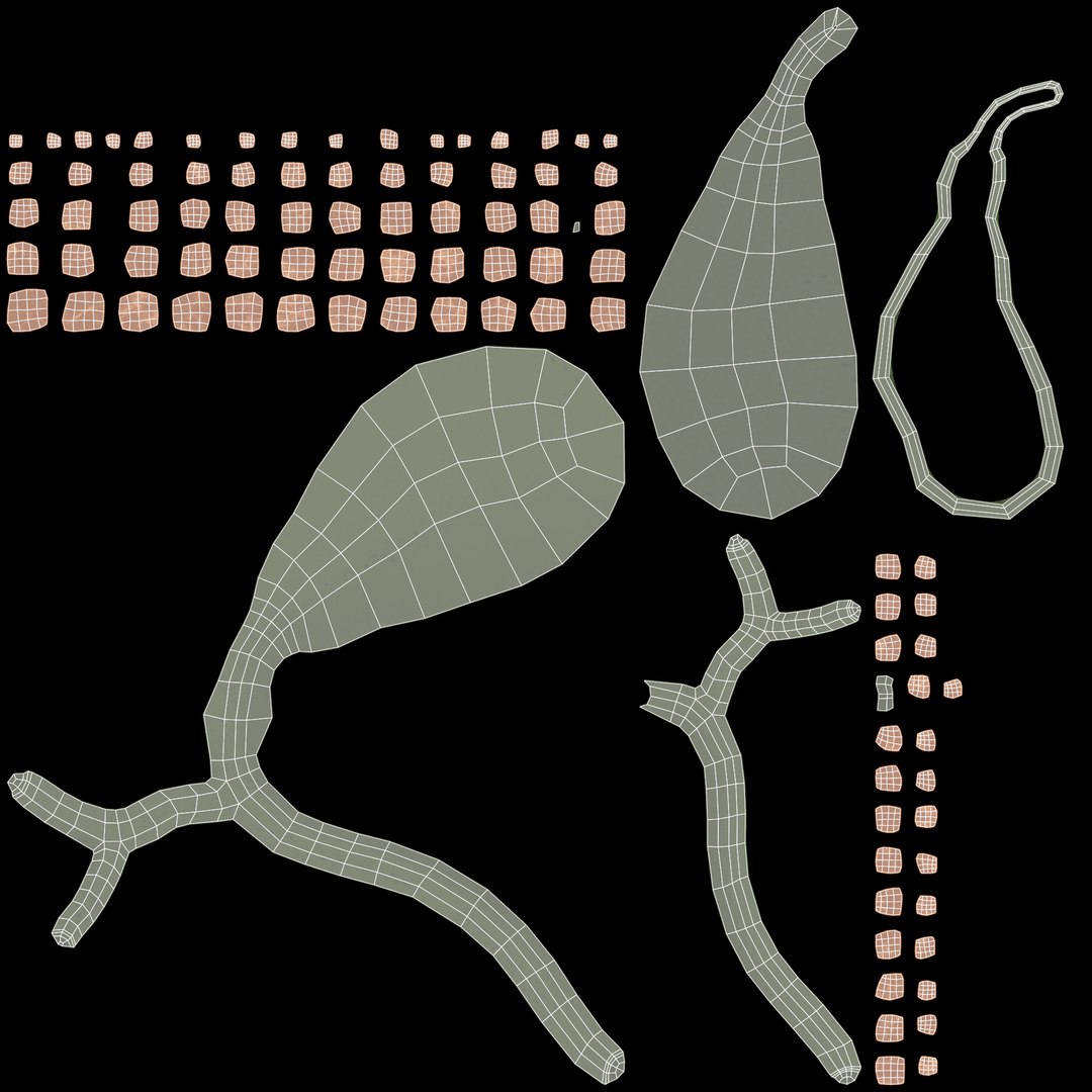 3D Gallbladder Set - TurboSquid 1756742