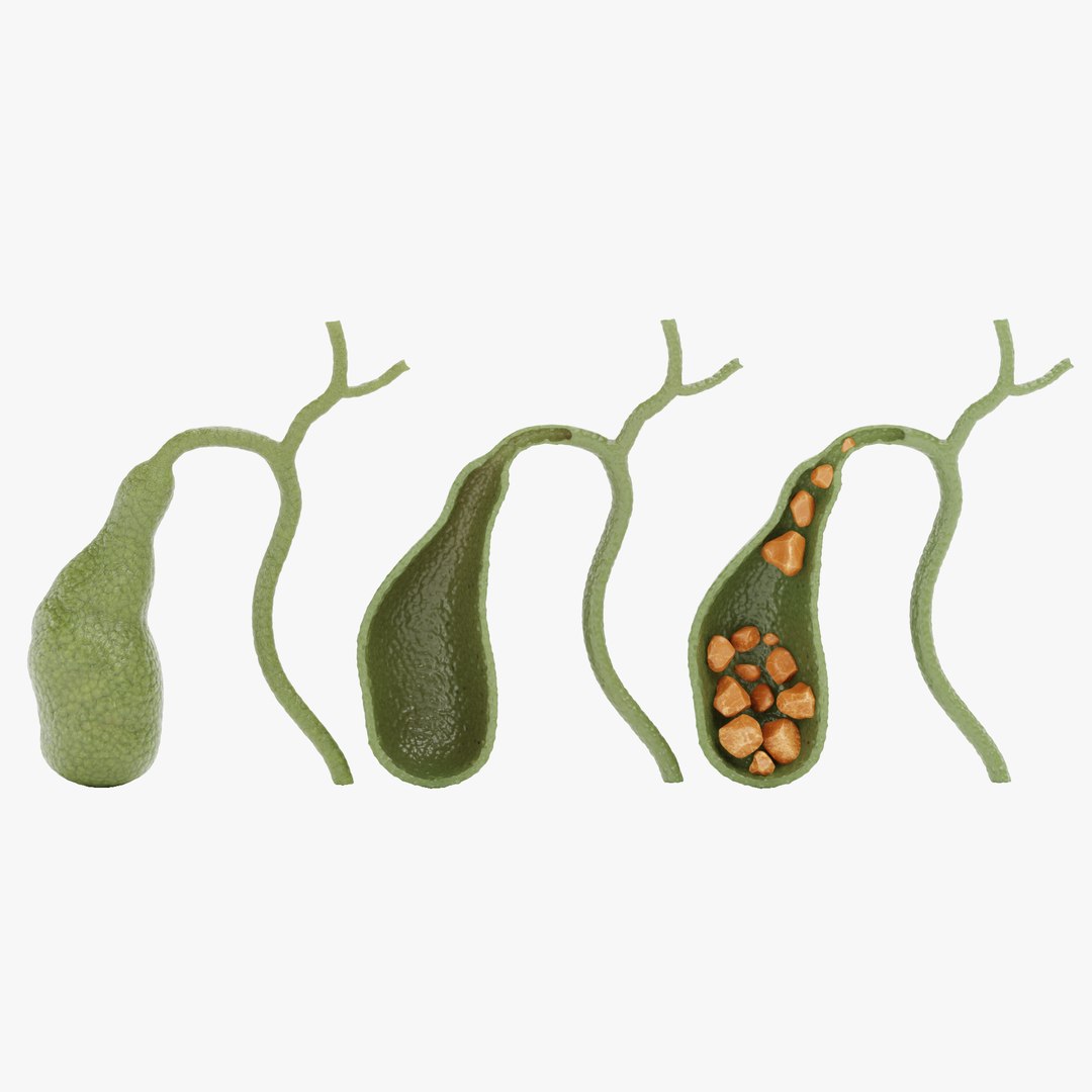 3D Gallbladder Set - TurboSquid 1756742