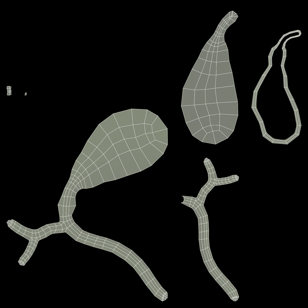 3D Gallbladder Set - TurboSquid 1756742