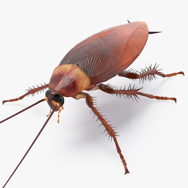 Cockroach 3D Models for Download | TurboSquid
