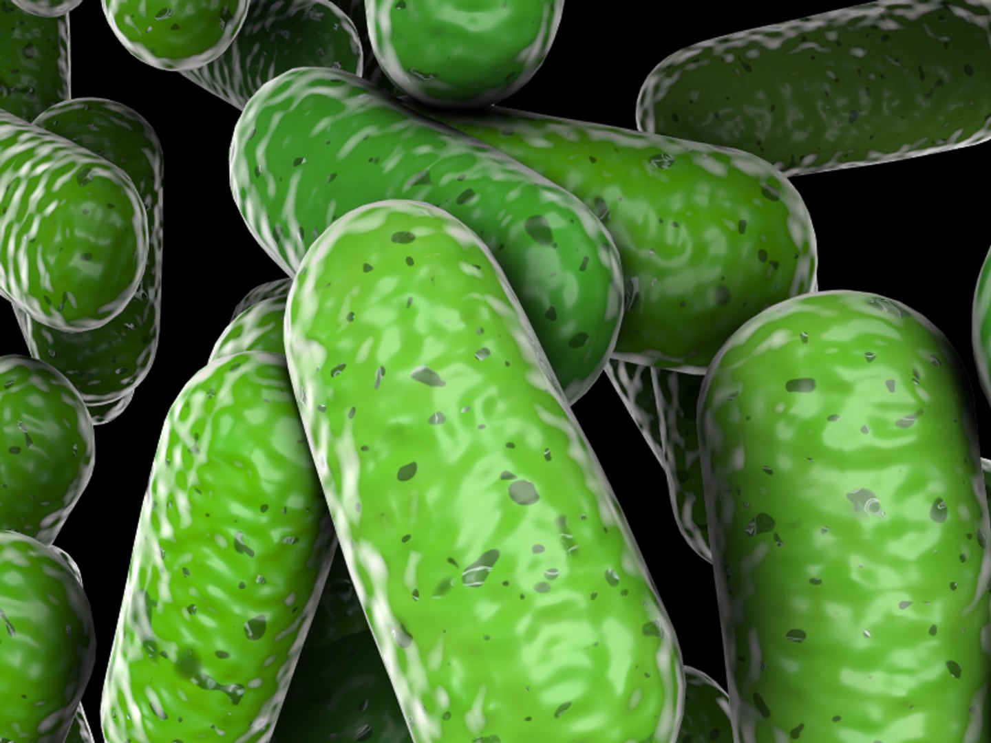 Max Bacillus
