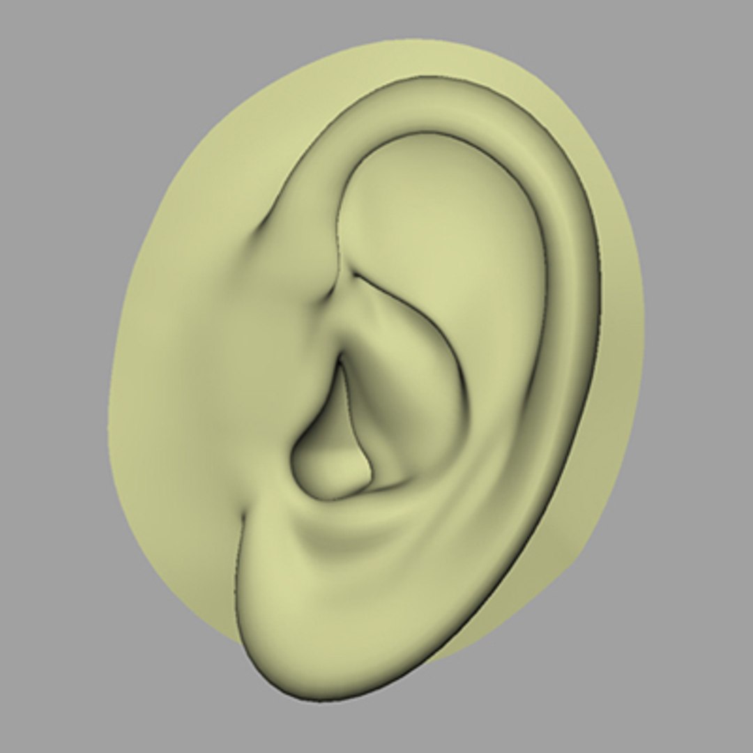 Human Ear 3d Model
