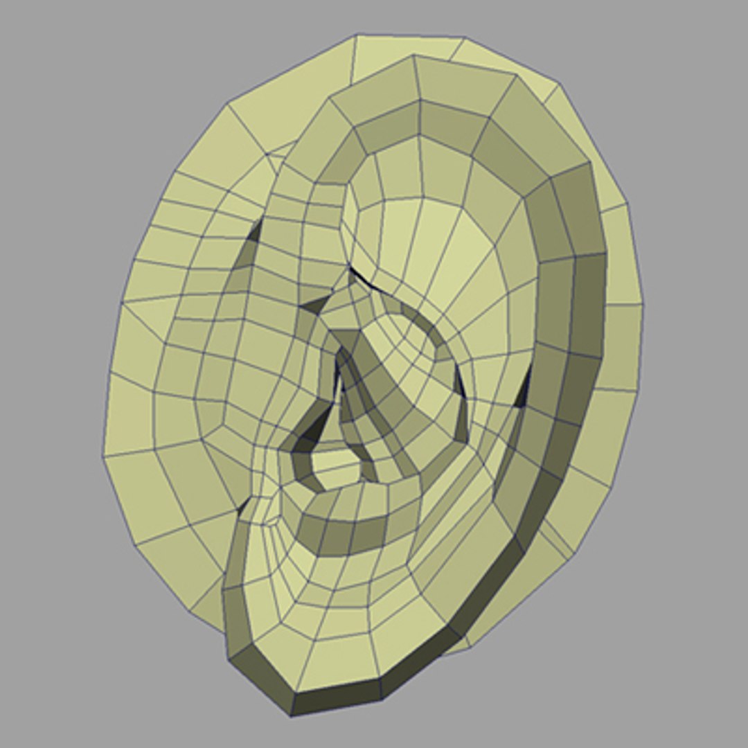 Human Ear 3d Model