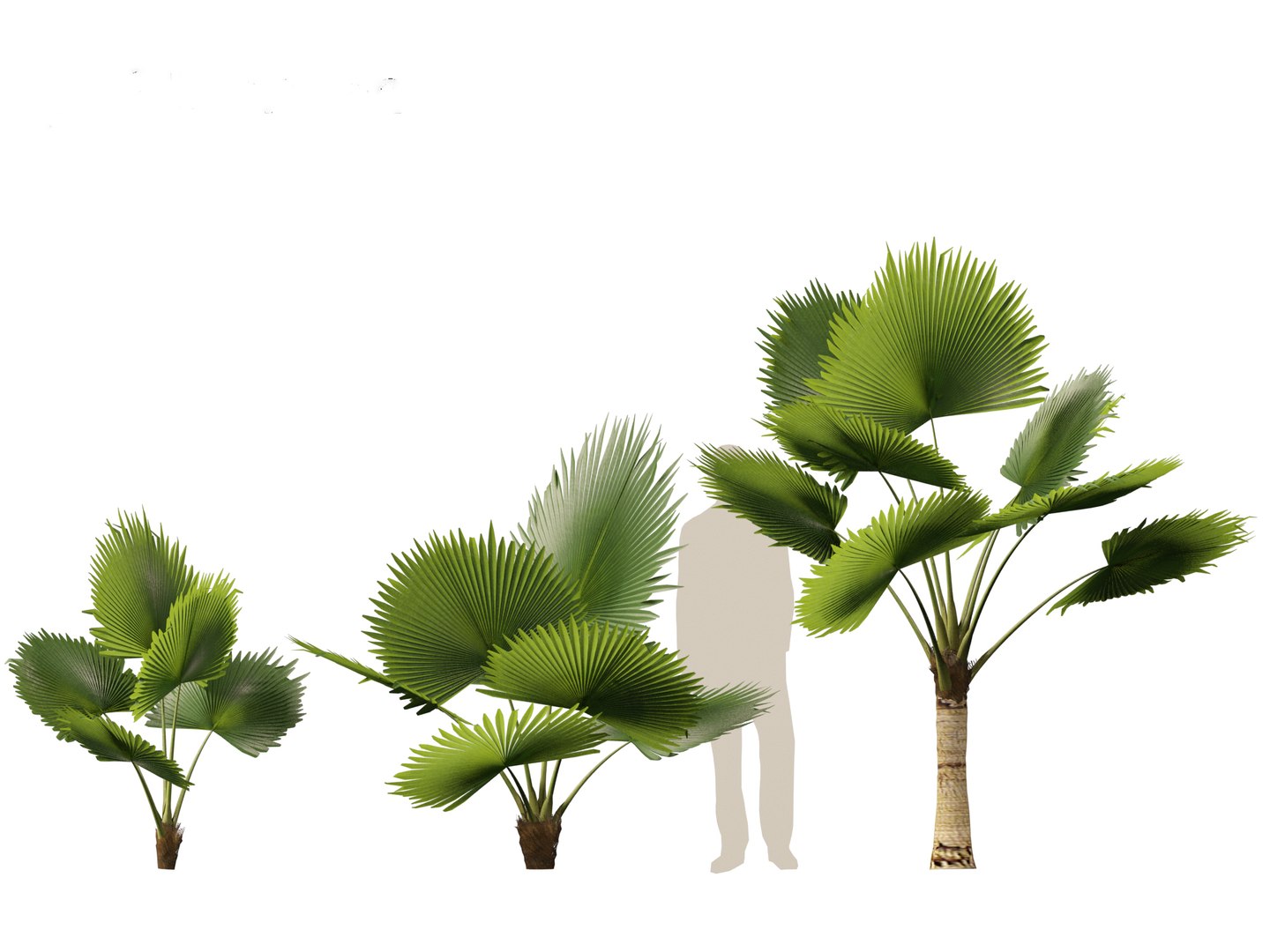 Pritchardia Pacifica - Fiji Fan Palm Model - TurboSquid 2134284