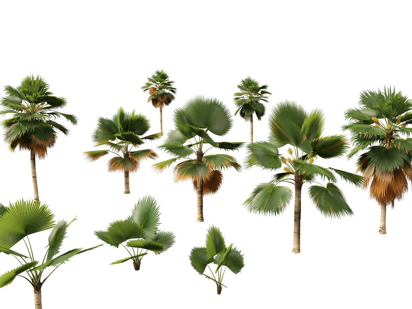 Pritchardia Pacifica - Fiji Fan Palm Model - TurboSquid 2134284