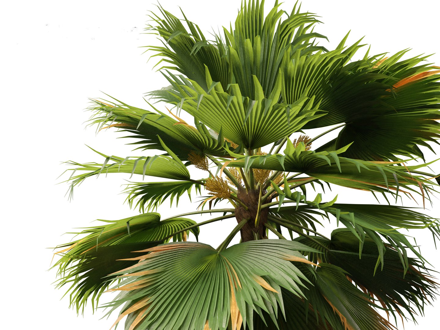 Pritchardia Pacifica - Fiji Fan Palm Model - TurboSquid 2134284