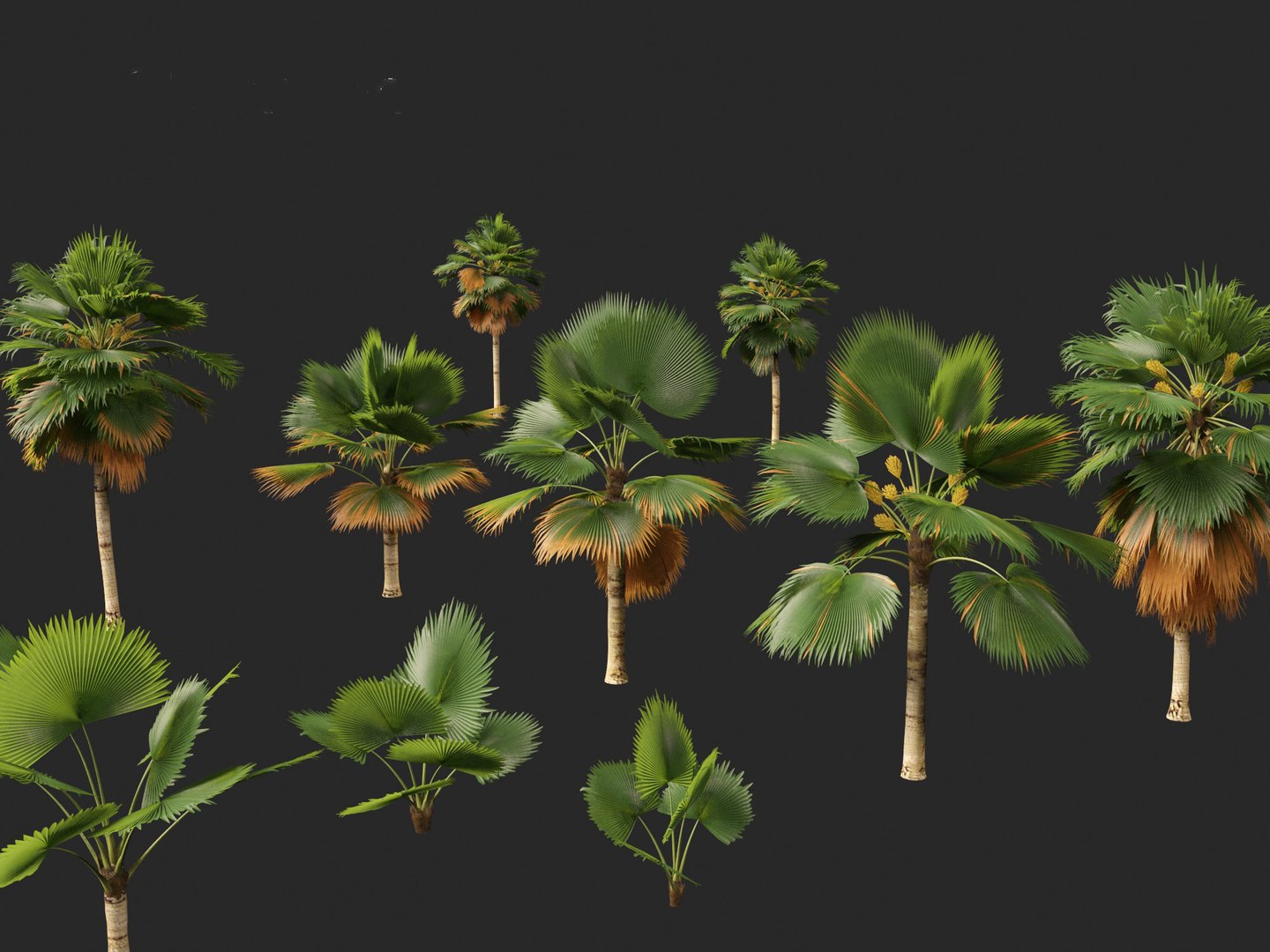 Pritchardia Pacifica - Fiji Fan Palm Model - TurboSquid 2134284