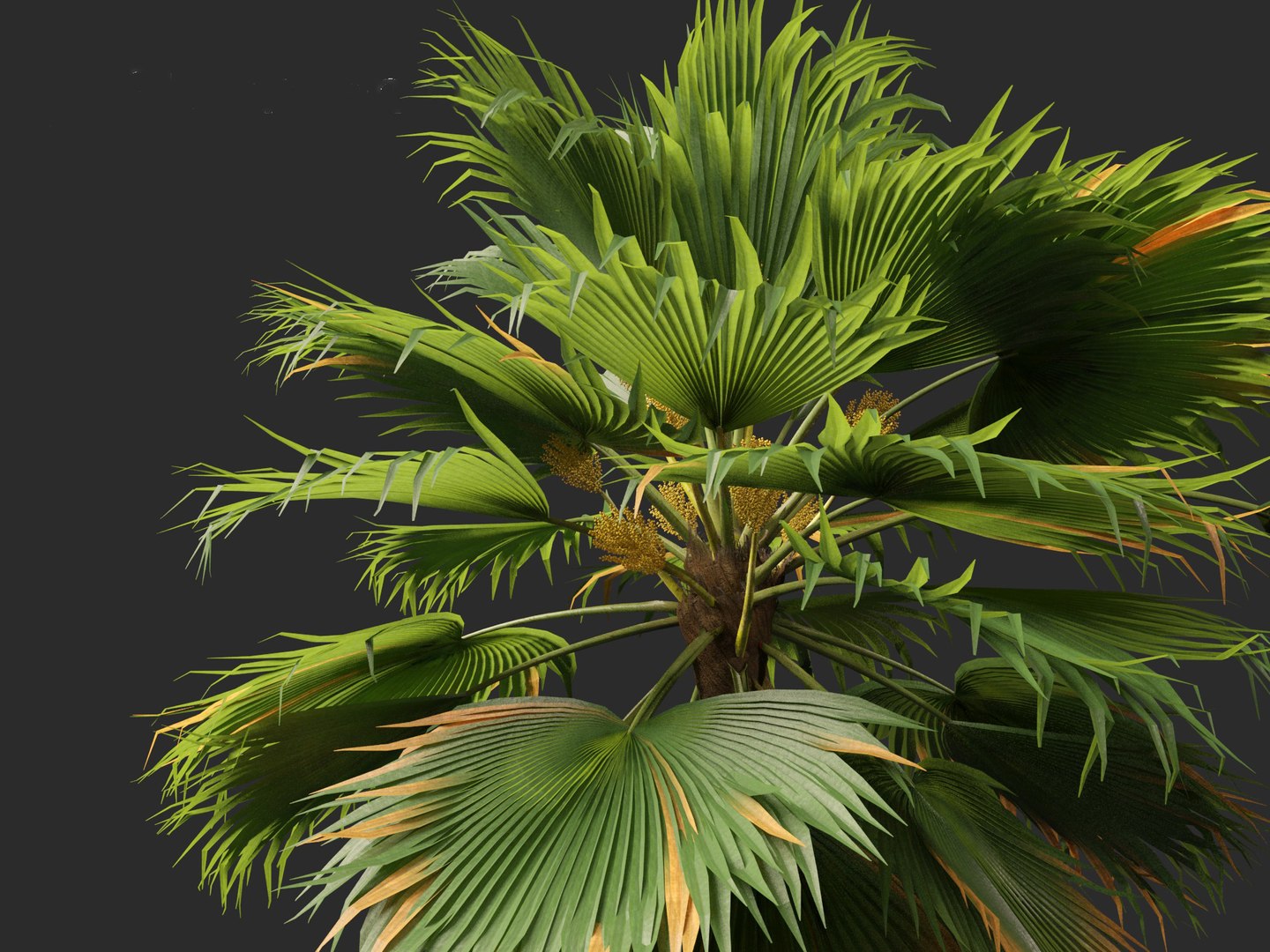 Pritchardia pacifica - Fiji Fan Palm model - TurboSquid 2134284