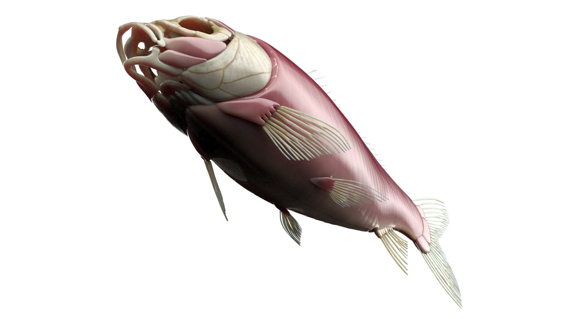 Full Fish Anatomy Static 3D model - TurboSquid 1927182