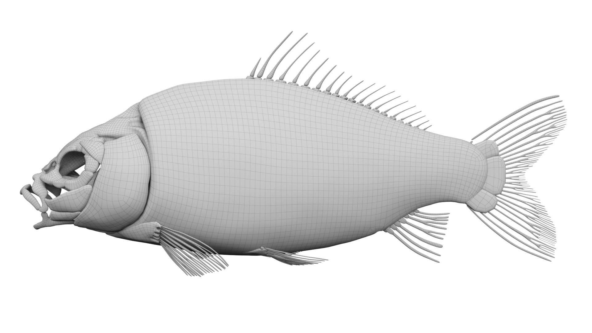 Full Fish Anatomy Static 3D model - TurboSquid 1927182