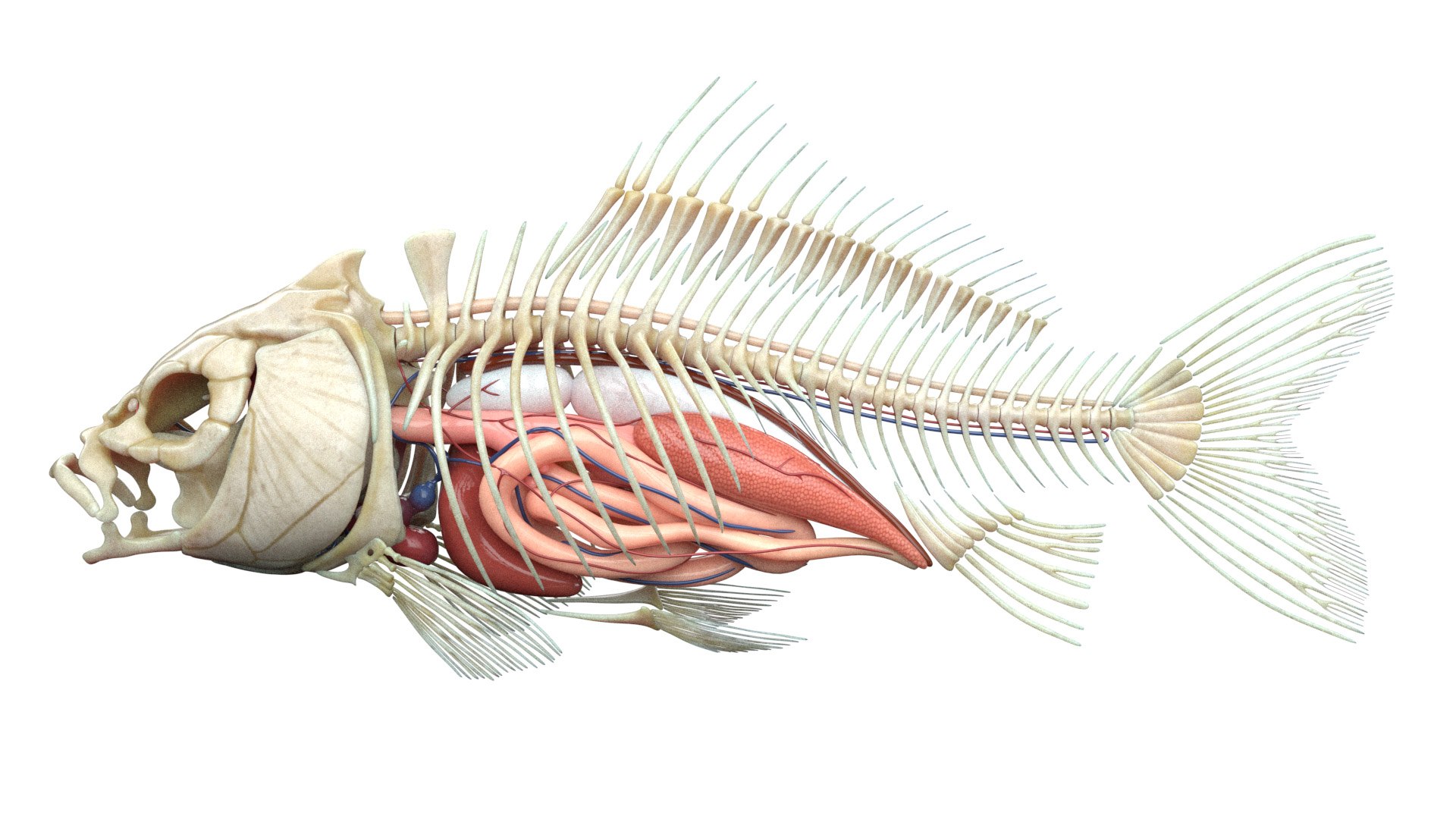 Full Fish Anatomy Static 3D model - TurboSquid 1927182