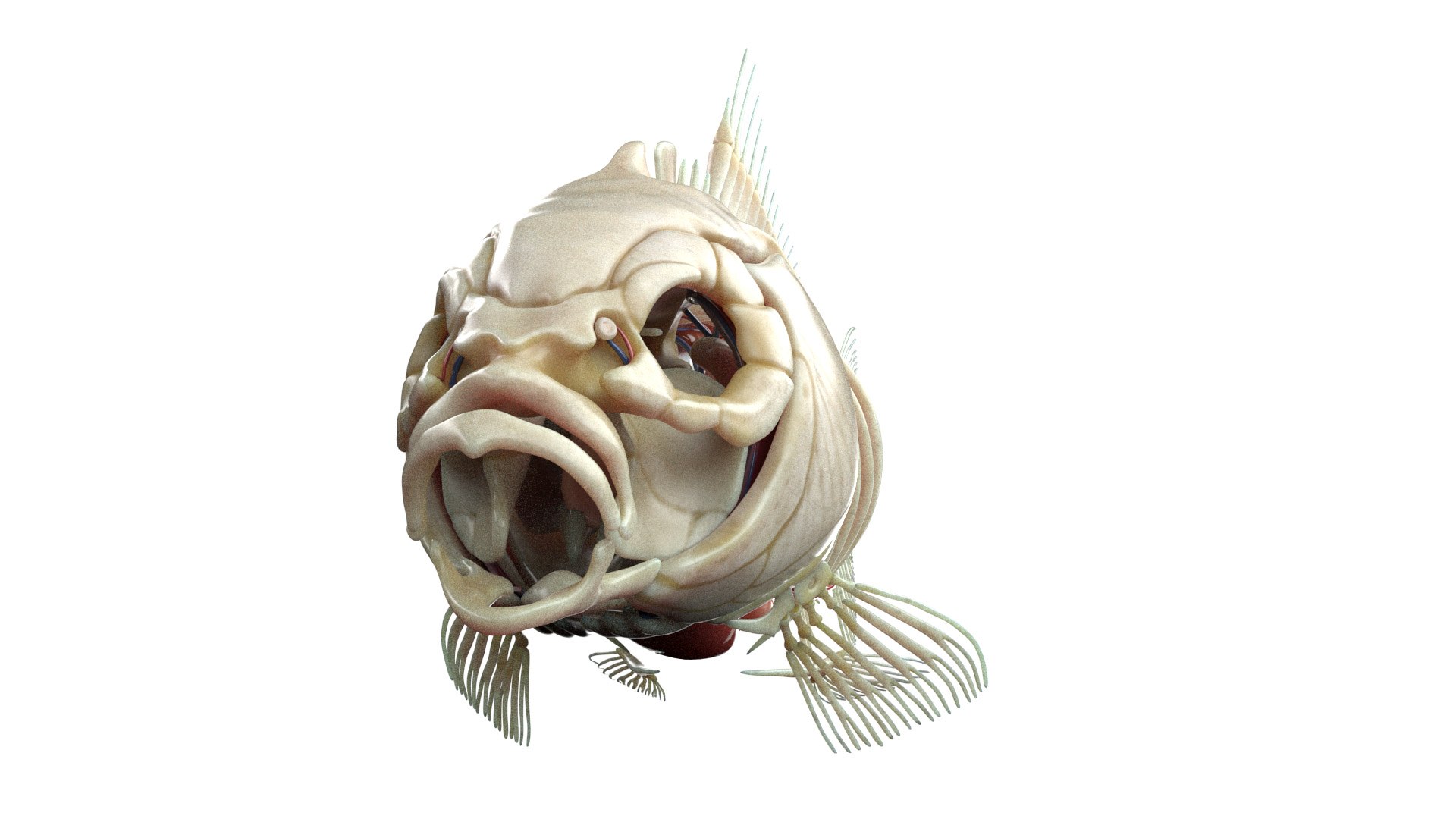 Full Fish Anatomy Static 3D model - TurboSquid 1927182