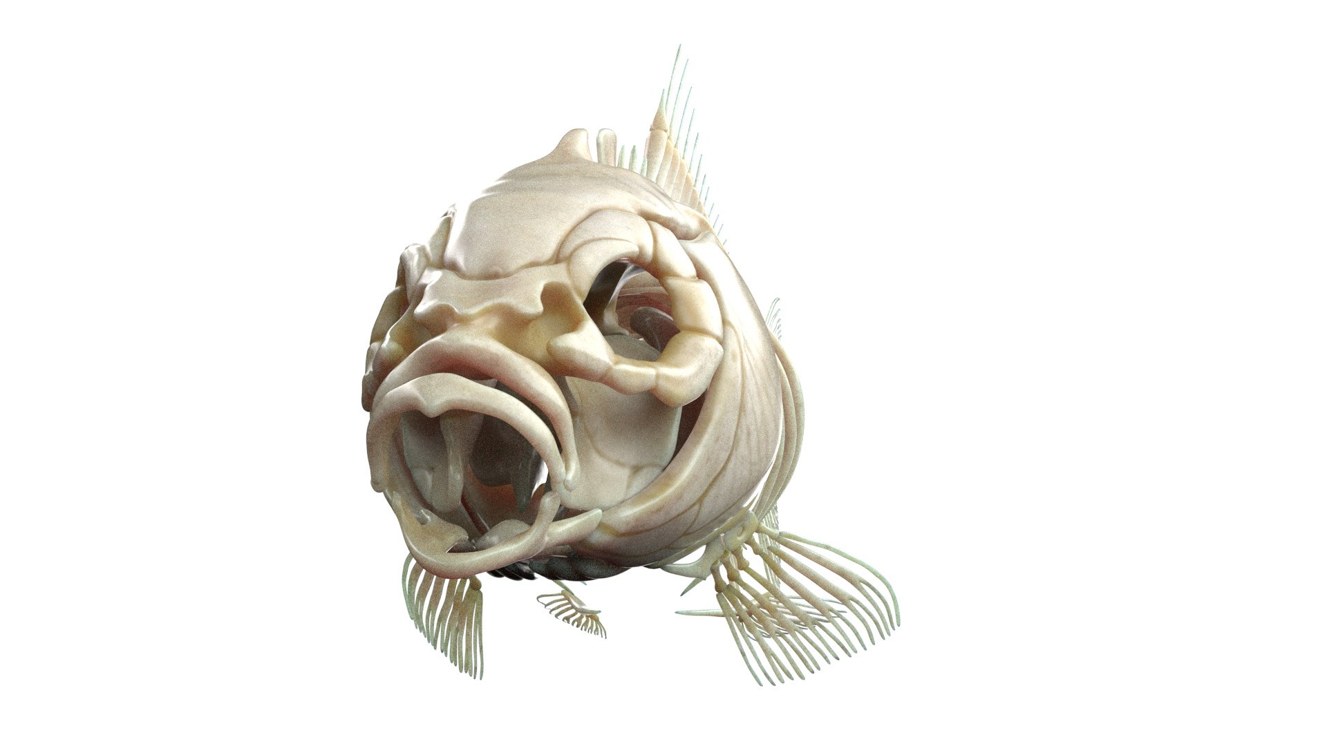 Full Fish Anatomy Static 3D model - TurboSquid 1927182