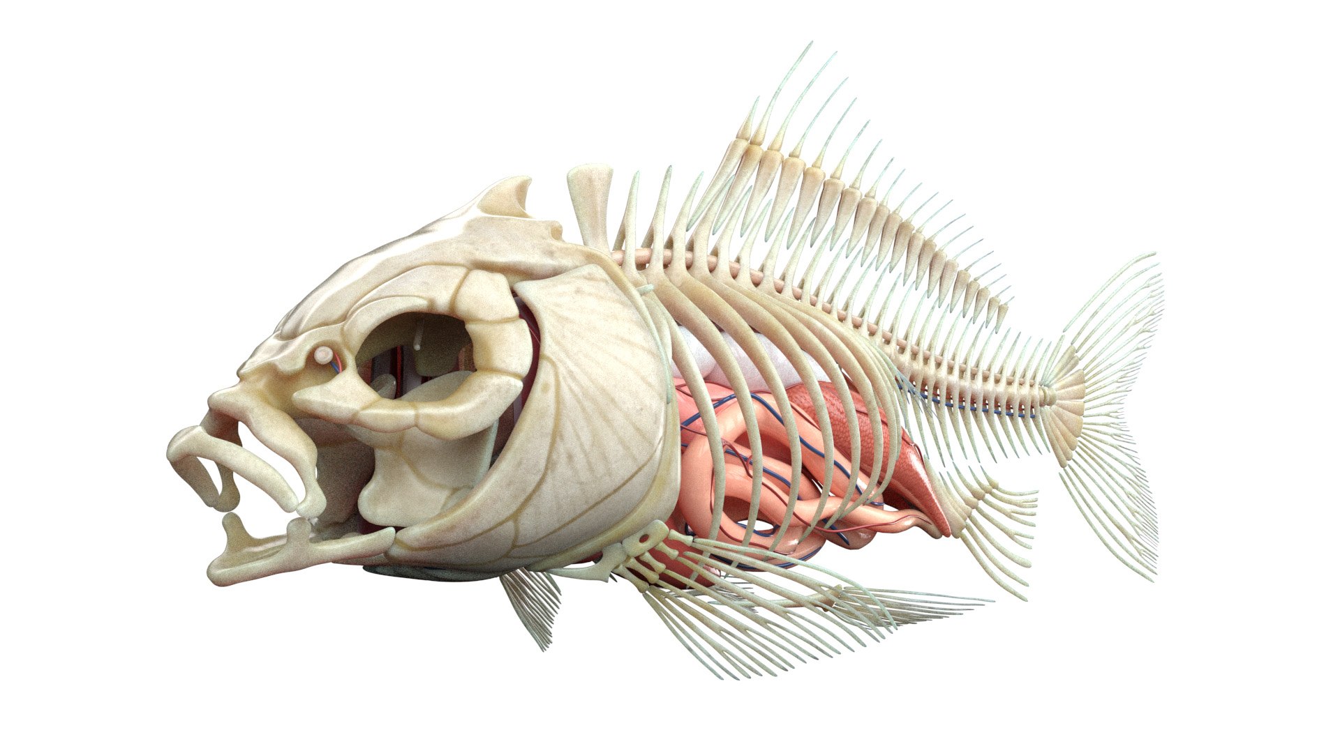 Full Fish Anatomy Static 3D model - TurboSquid 1927182