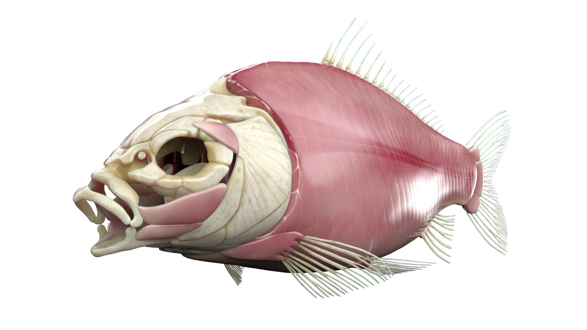 Full Fish Anatomy Static 3D model - TurboSquid 1927182