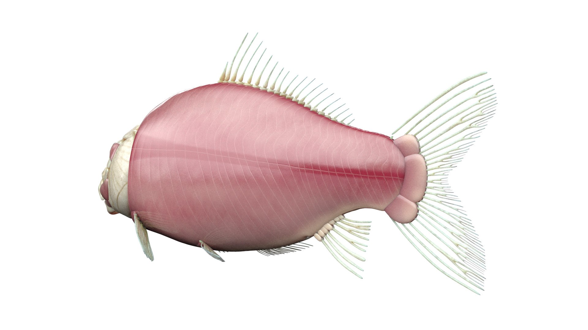 Full Fish Anatomy Static 3D model - TurboSquid 1927182