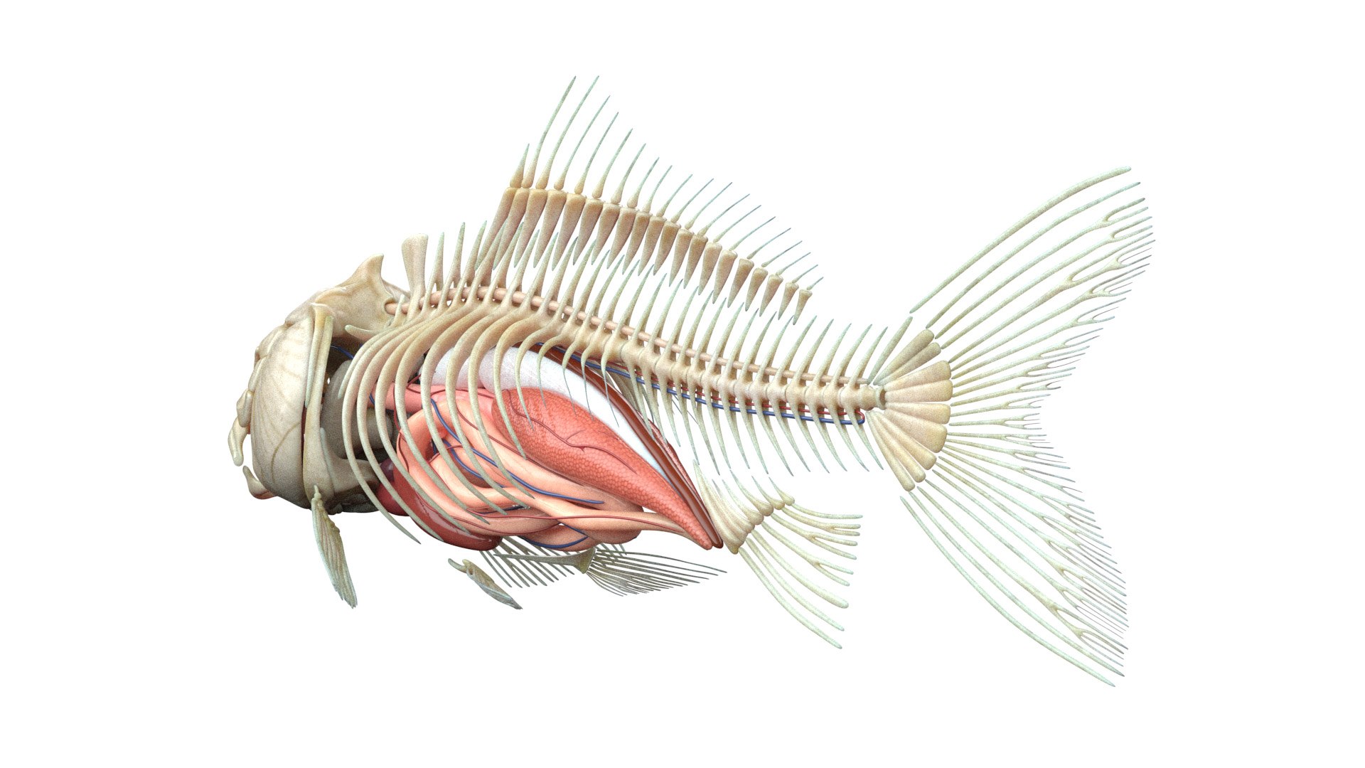 Full Fish Anatomy Static 3D model - TurboSquid 1927182