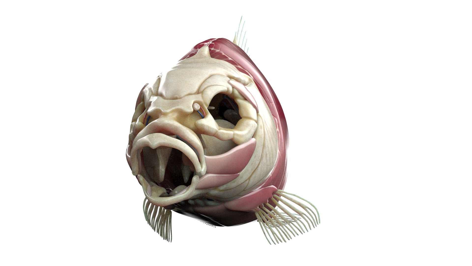 Full Fish Anatomy Static 3D model - TurboSquid 1927182