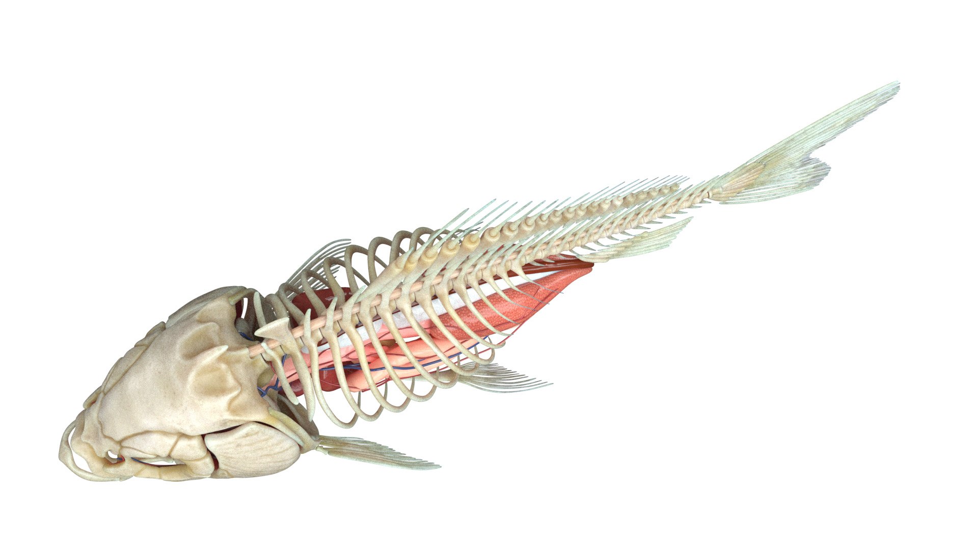 Full Fish Anatomy Static 3D model - TurboSquid 1927182