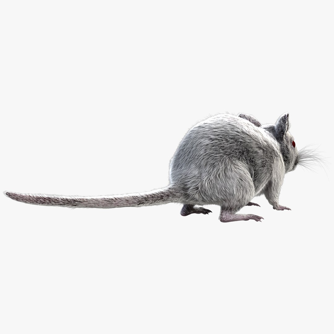 3d Model Grey House Mouse Fur