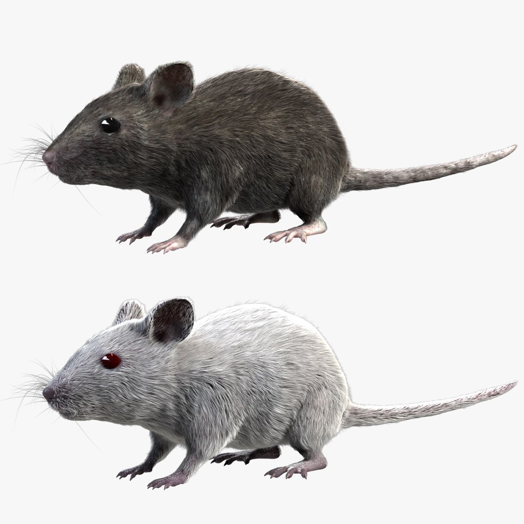 3d Model Grey House Mouse Fur