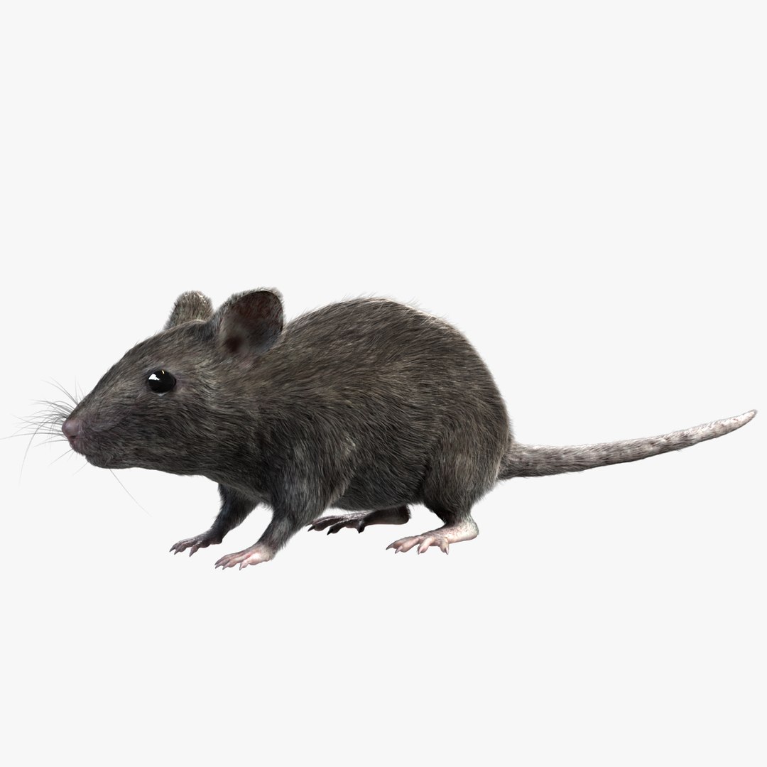 3d Model Grey House Mouse Fur