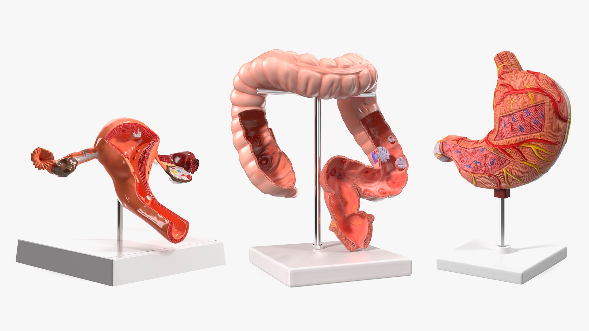 3D Medical Models Collection 5 model - TurboSquid 2122530