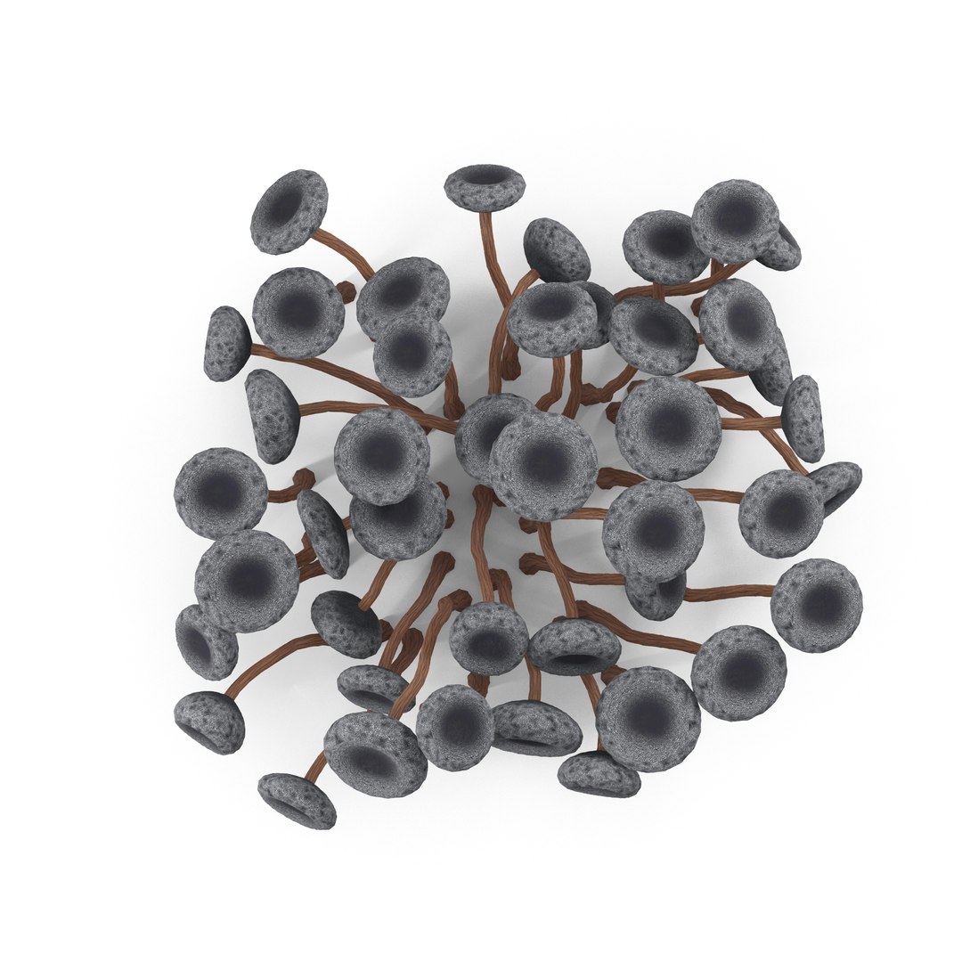 3D Physarum Nutans Mushrooms Model - TurboSquid 2239122