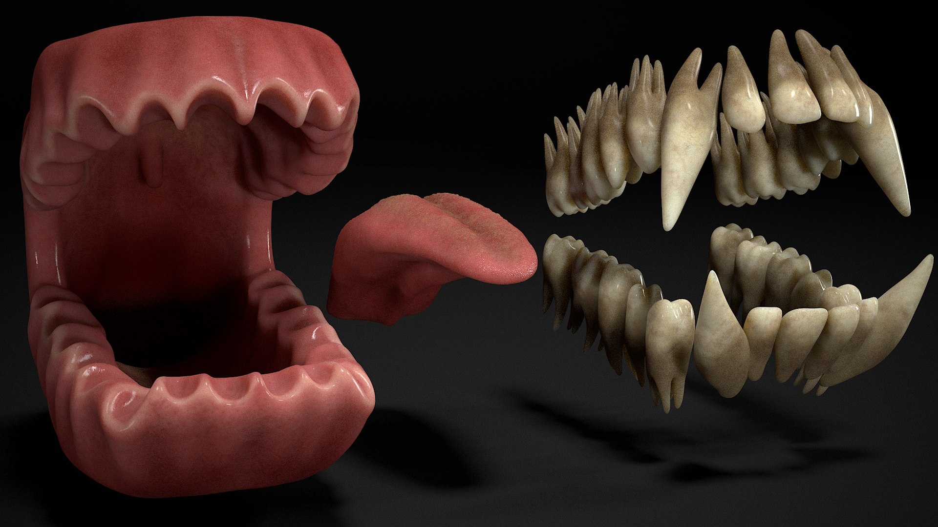 Realistic Gorilla Mouth Anatomy 3D Model - TurboSquid 2238253