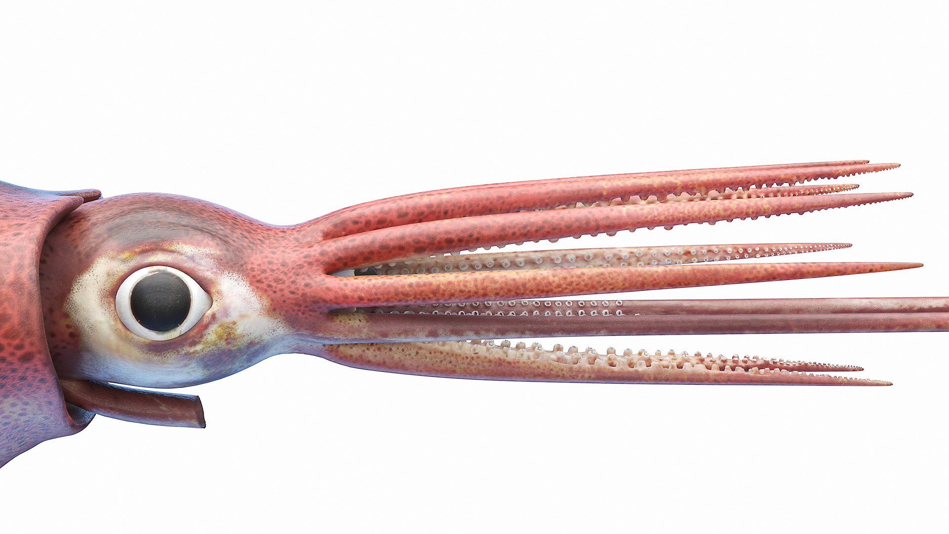 3D Colossal Squid Model - TurboSquid 1960831