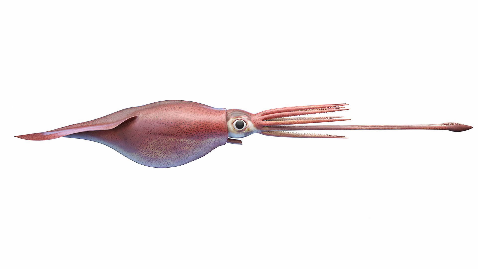 3D Colossal Squid Model - TurboSquid 1960831