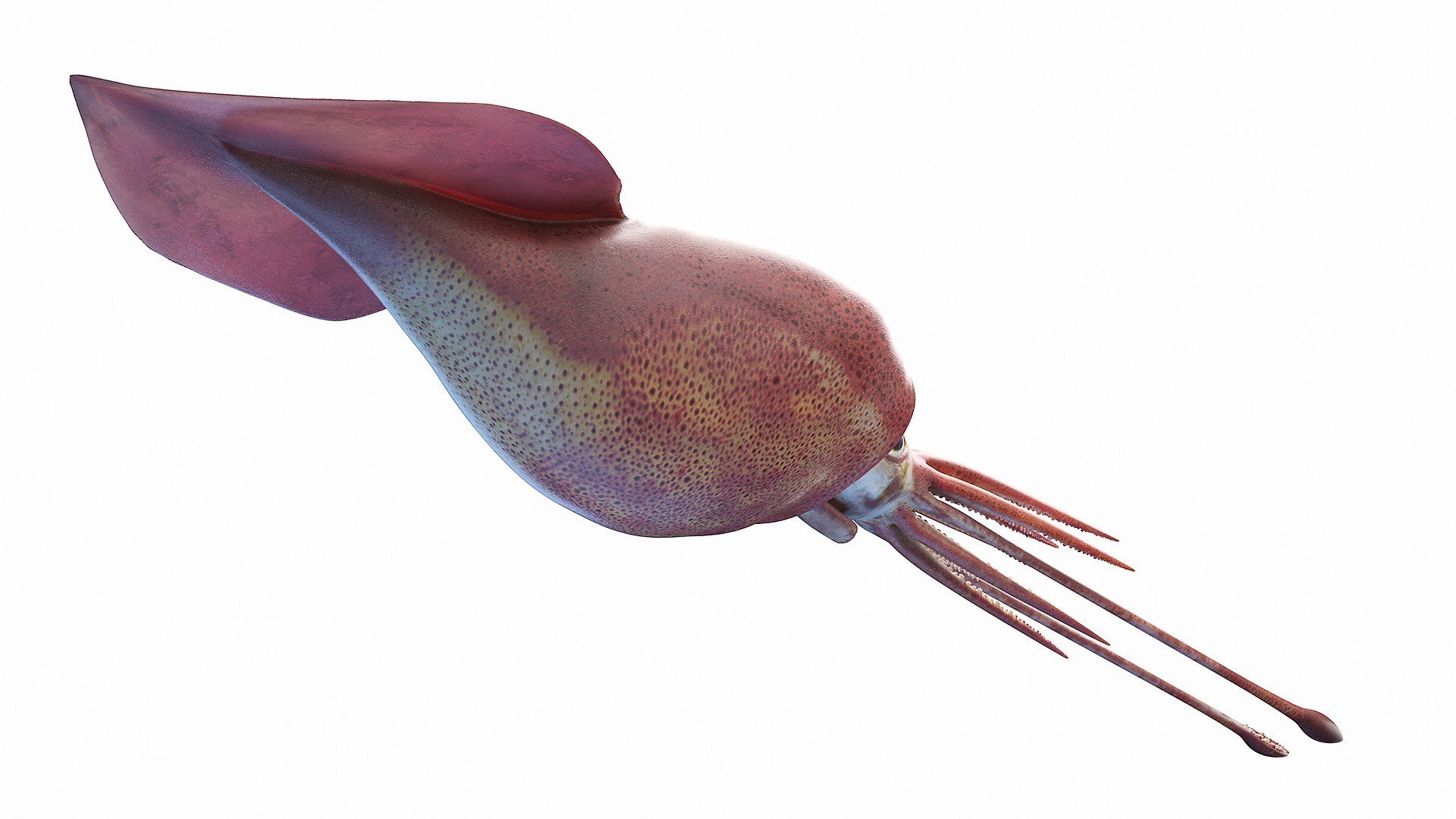 3D Colossal Squid Model - TurboSquid 1960831