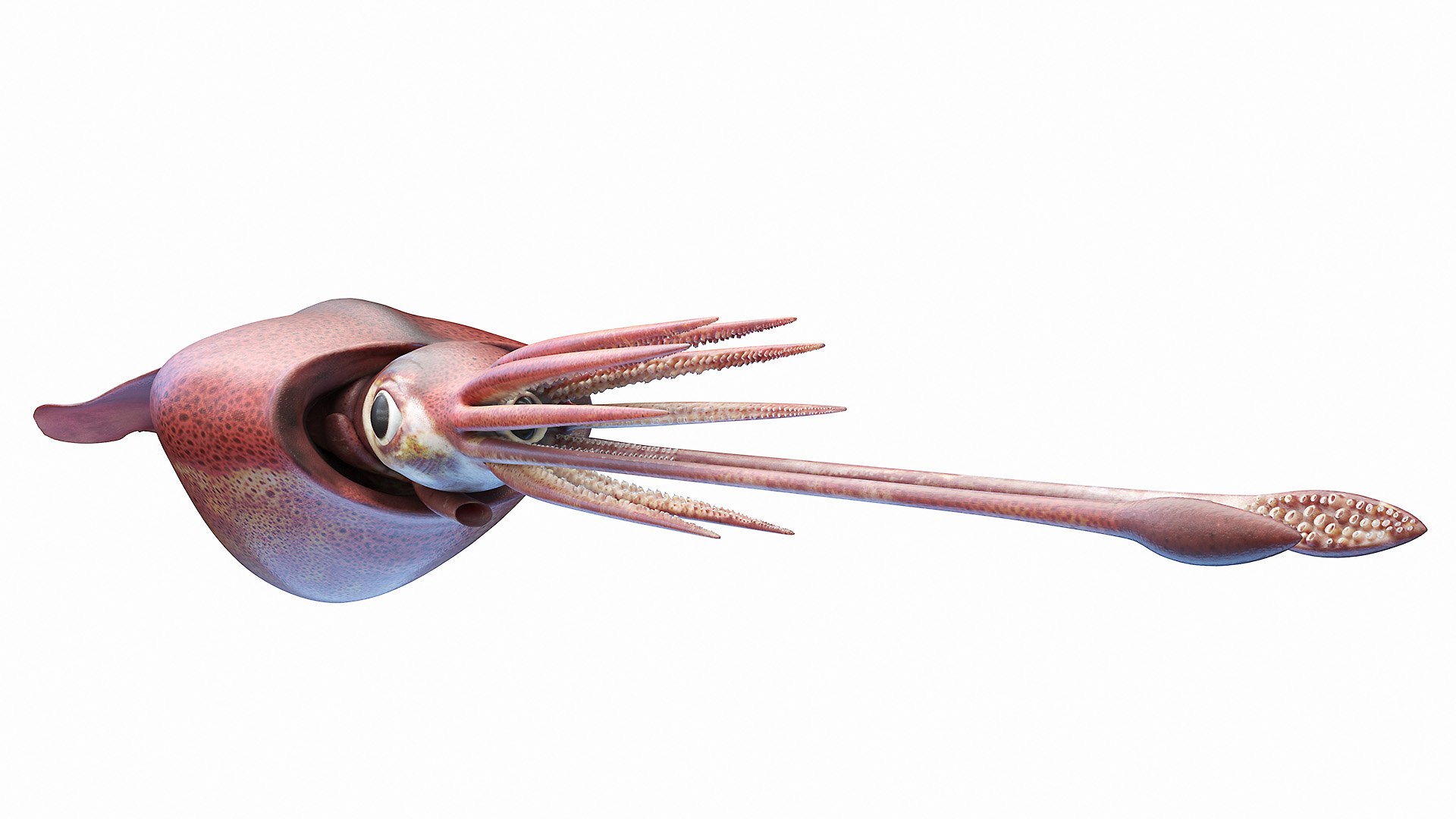 3D Colossal Squid Model - TurboSquid 1960831