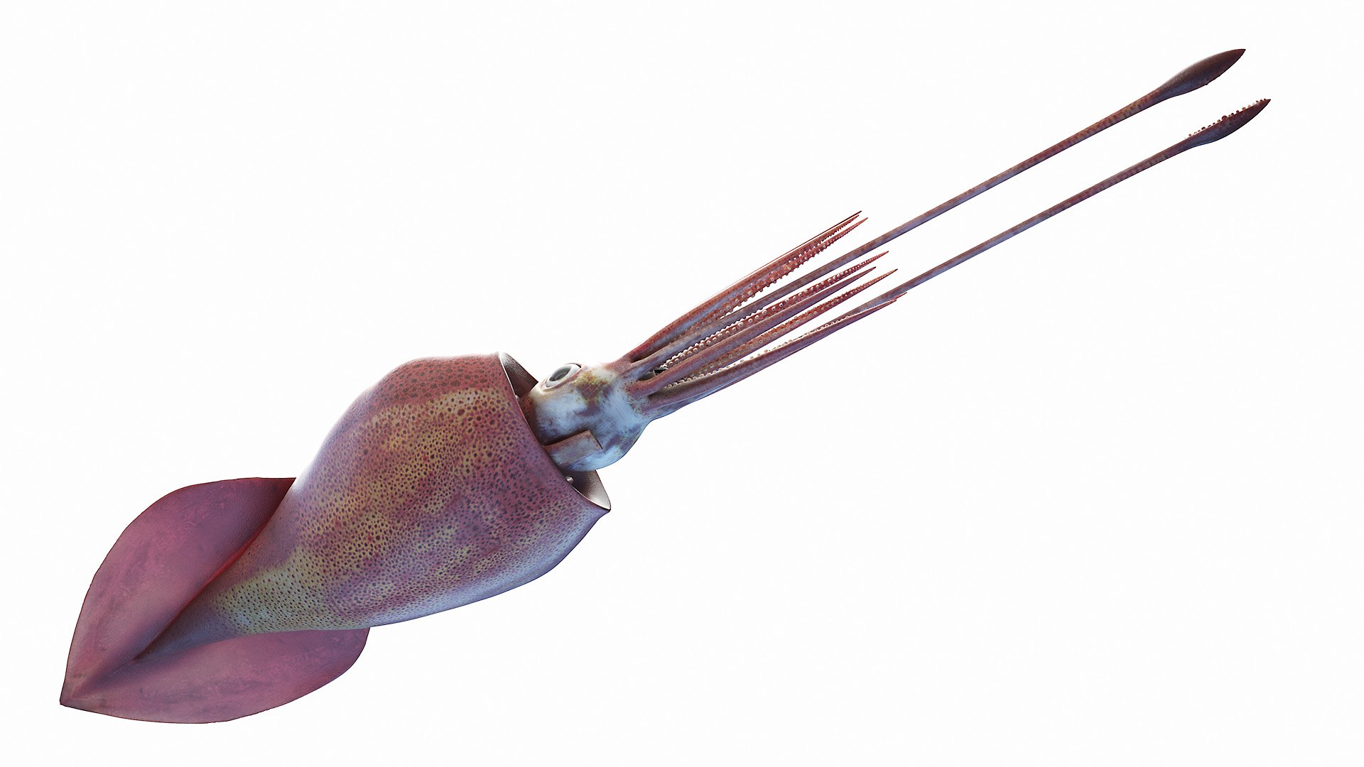 3D Colossal Squid Model - TurboSquid 1960831