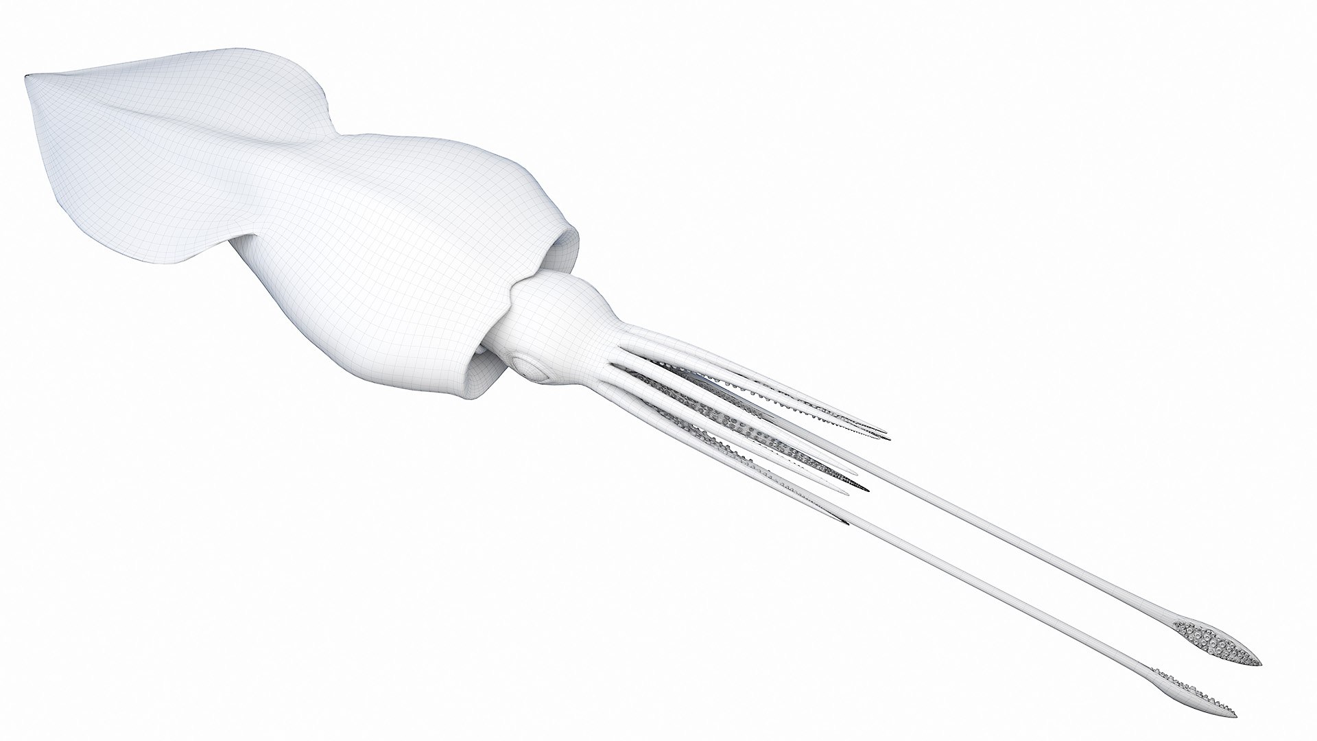 3D Colossal Squid Model - TurboSquid 1960831