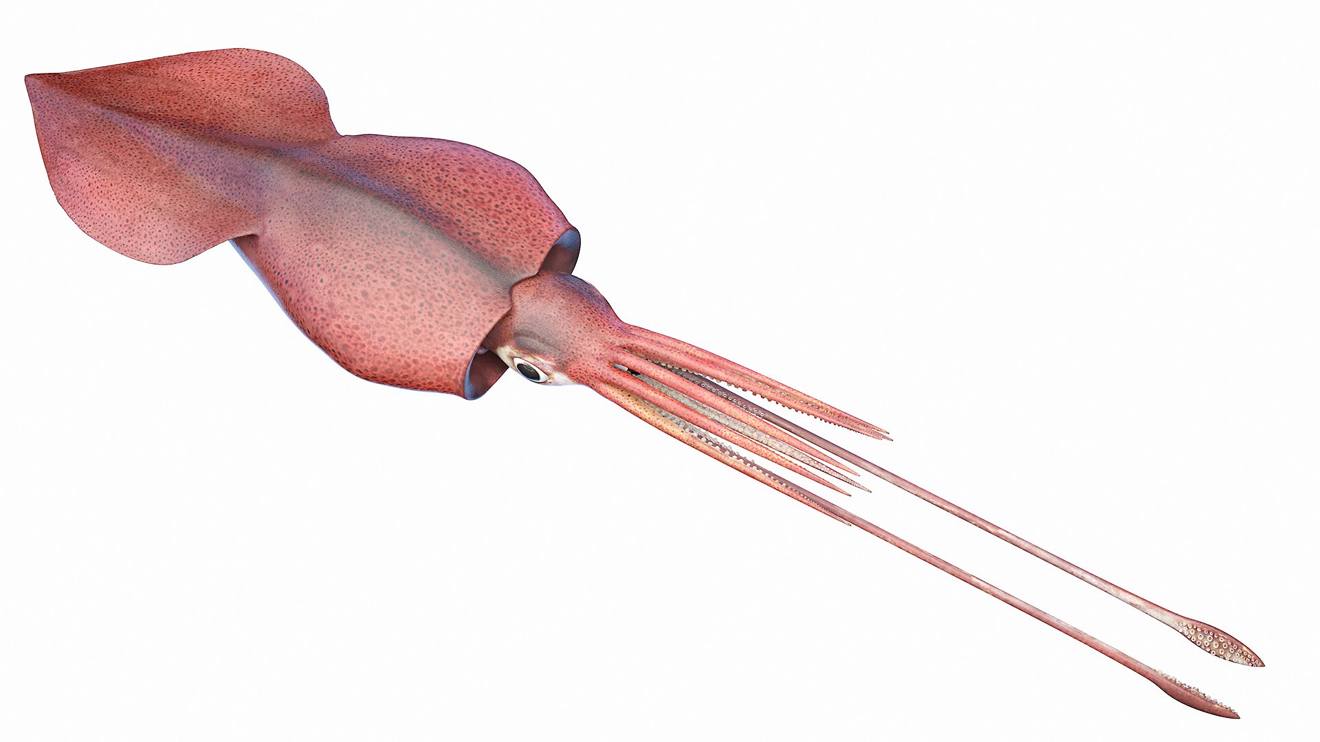 3D Colossal Squid Model - TurboSquid 1960831