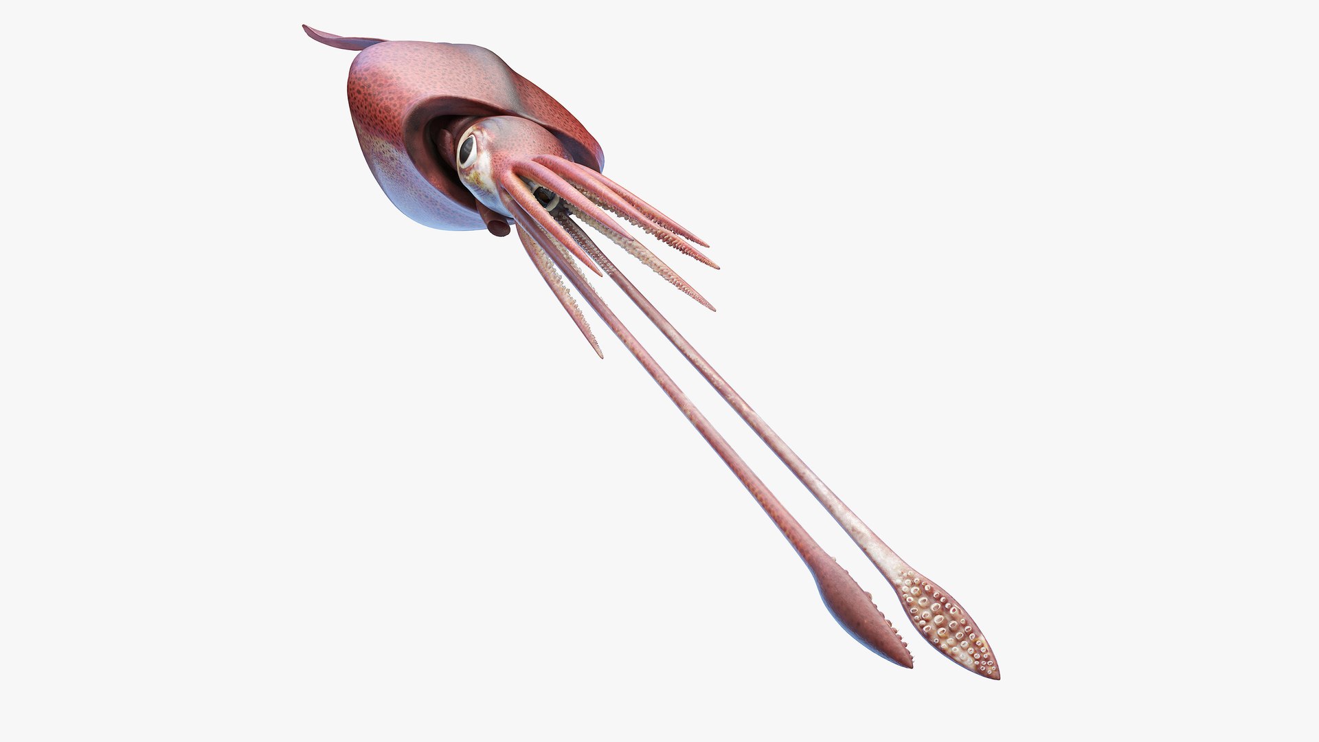 3D Colossal Squid Model - TurboSquid 1960831
