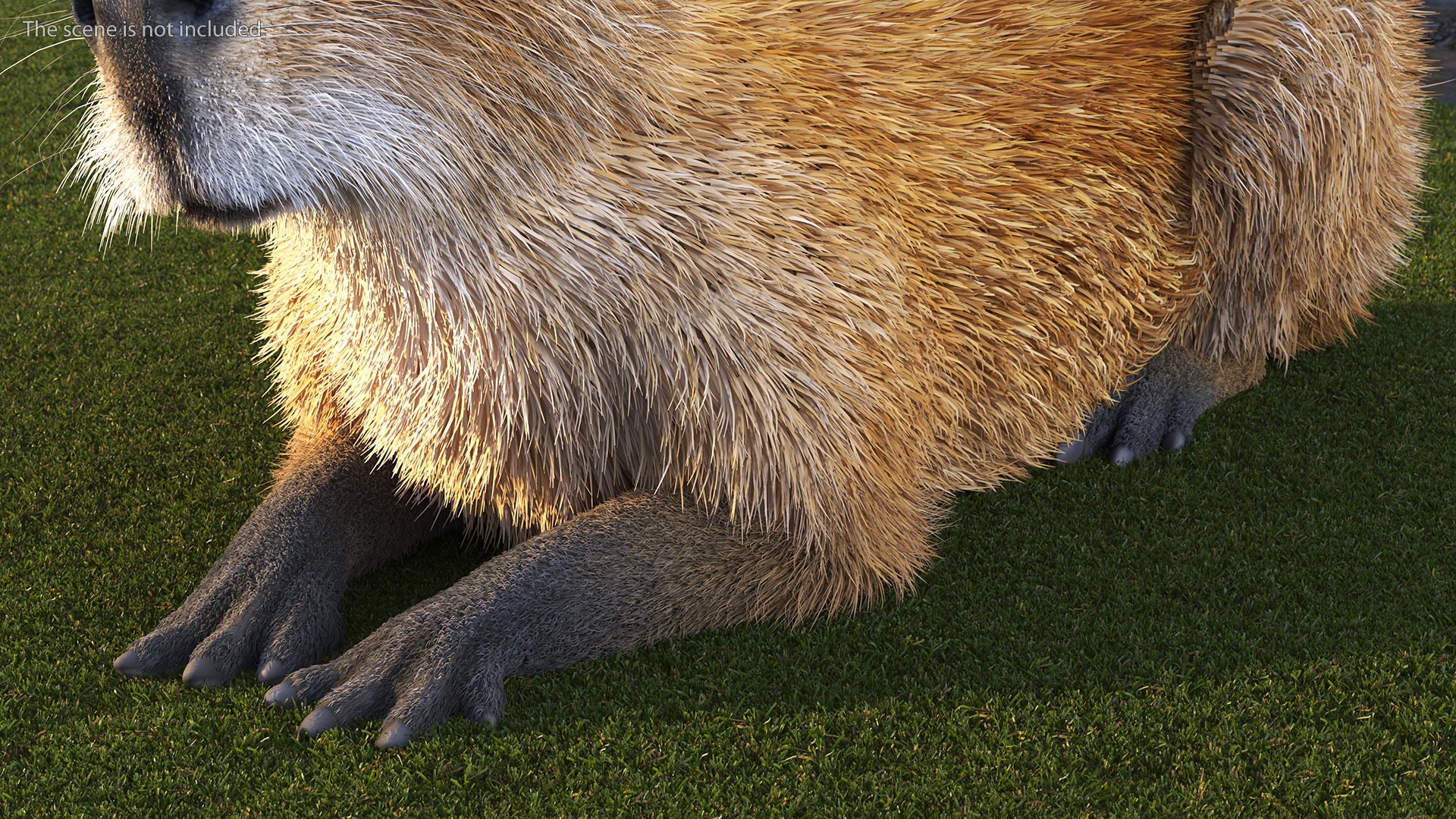 3D Capybara Lying Pose Fur Model - TurboSquid 1943504