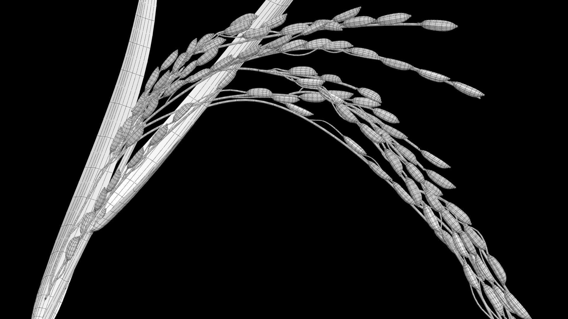 Oryza rice 3D model - TurboSquid 1696291