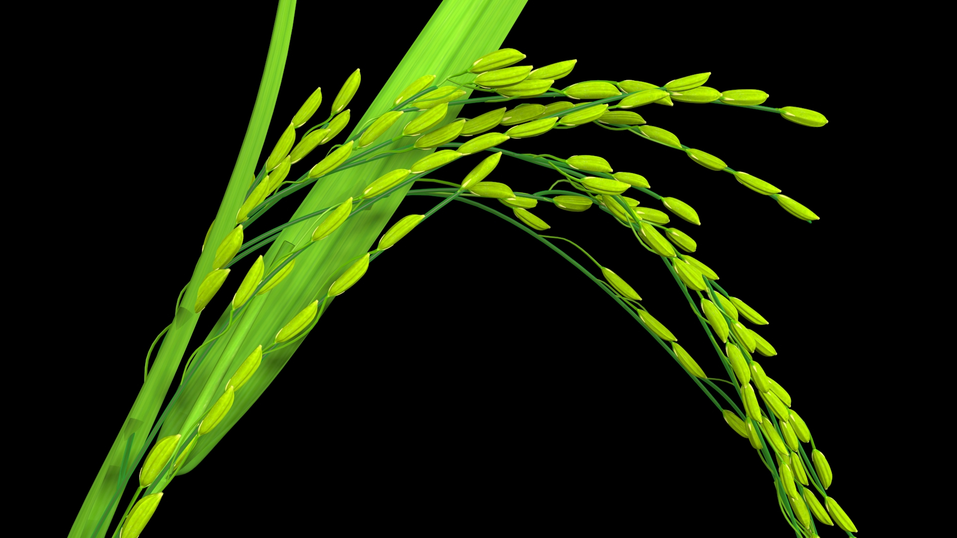 Oryza rice 3D model - TurboSquid 1696291