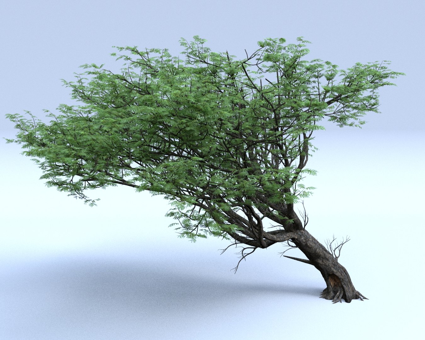 Acacia Tree 3d Model