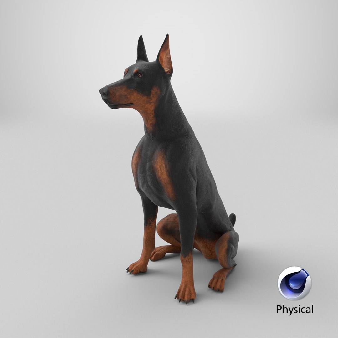 Doberman Pinscher Dog Sits 3D - TurboSquid 2233779